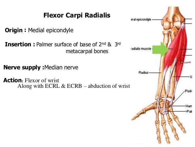 Front of forearm by vidya prashant