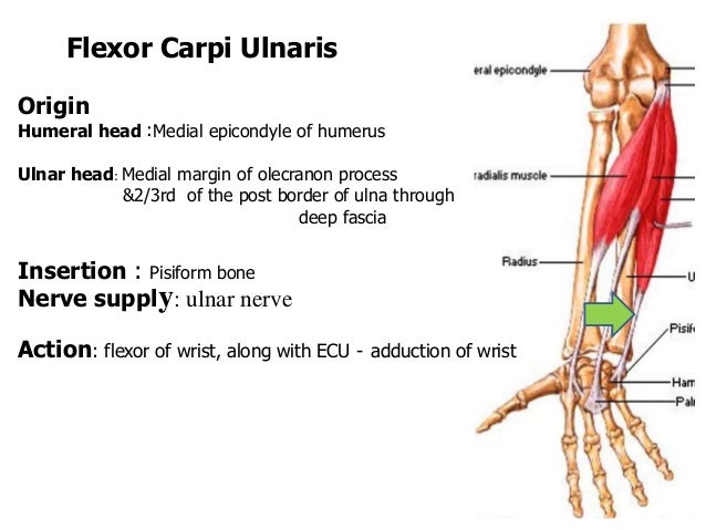 Front of forearm by vidya prashant