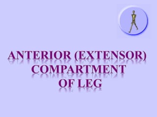 Front of leg | PPTX