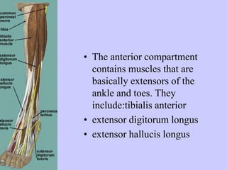 Front of leg | PPTX