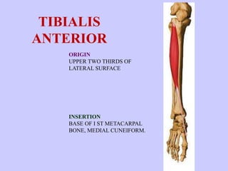 Front of leg | PPTX