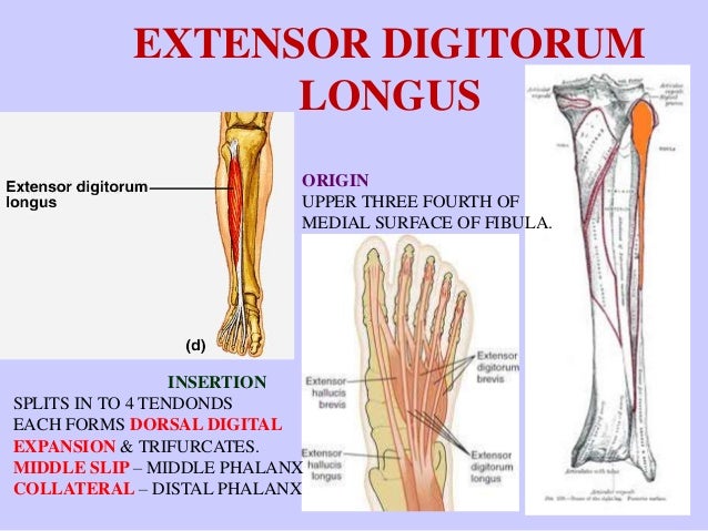 Extensor Hallucis Longus Muscle Origin Insertion Extensor Digitorum