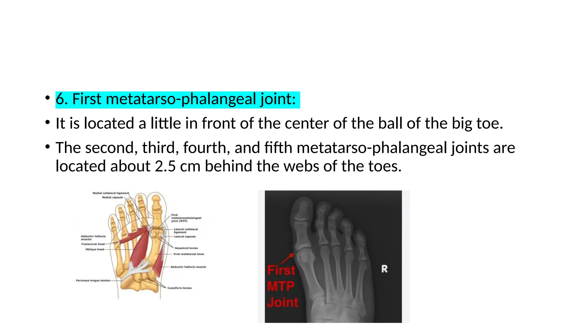 front of leg and dorsum of foot ll lecture.pptx