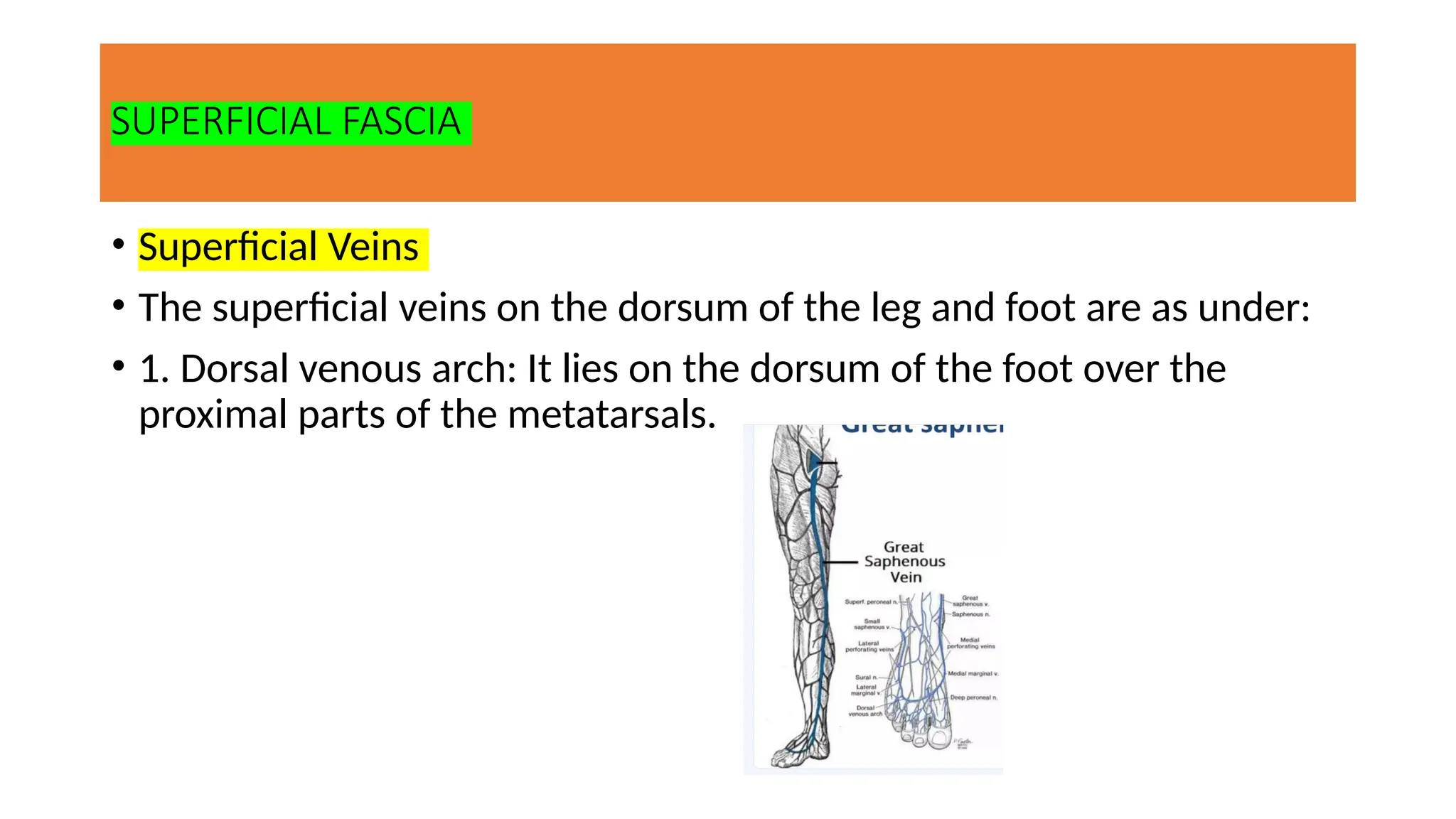 front of leg and dorsum of foot ll lecture.pptx