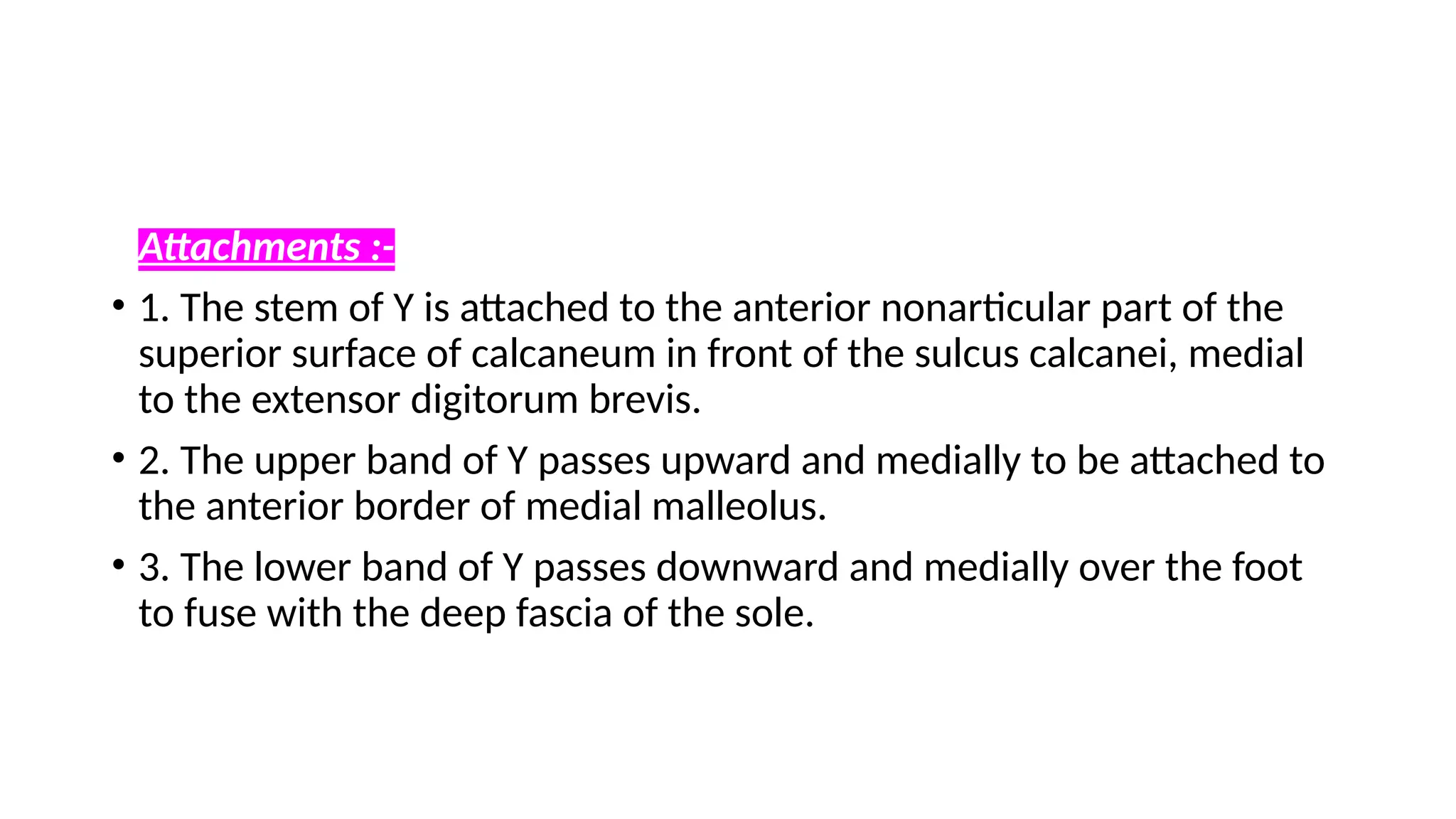 front of leg and dorsum of foot ll lecture.pptx