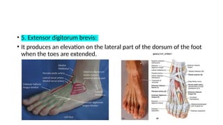 front of leg and dorsum of foot ll lecture.pptx