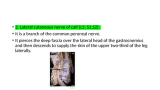 front of leg and dorsum of foot ll lecture.pptx