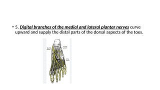 front of leg and dorsum of foot ll lecture.pptx