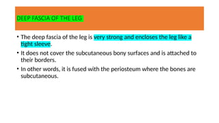 front of leg and dorsum of foot ll lecture.pptx