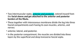 front of leg and dorsum of foot ll lecture.pptx