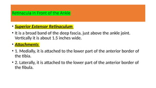 front of leg and dorsum of foot ll lecture.pptx