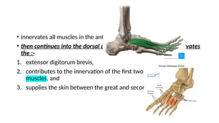 front of leg and dorsum of foot ll lecture.pptx