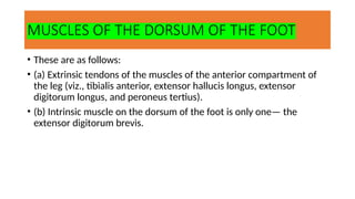 front of leg and dorsum of foot ll lecture.pptx
