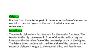 front of leg and dorsum of foot ll lecture.pptx