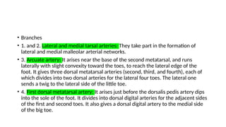 front of leg and dorsum of foot ll lecture.pptx