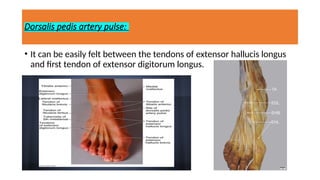 front of leg and dorsum of foot ll lecture.pptx