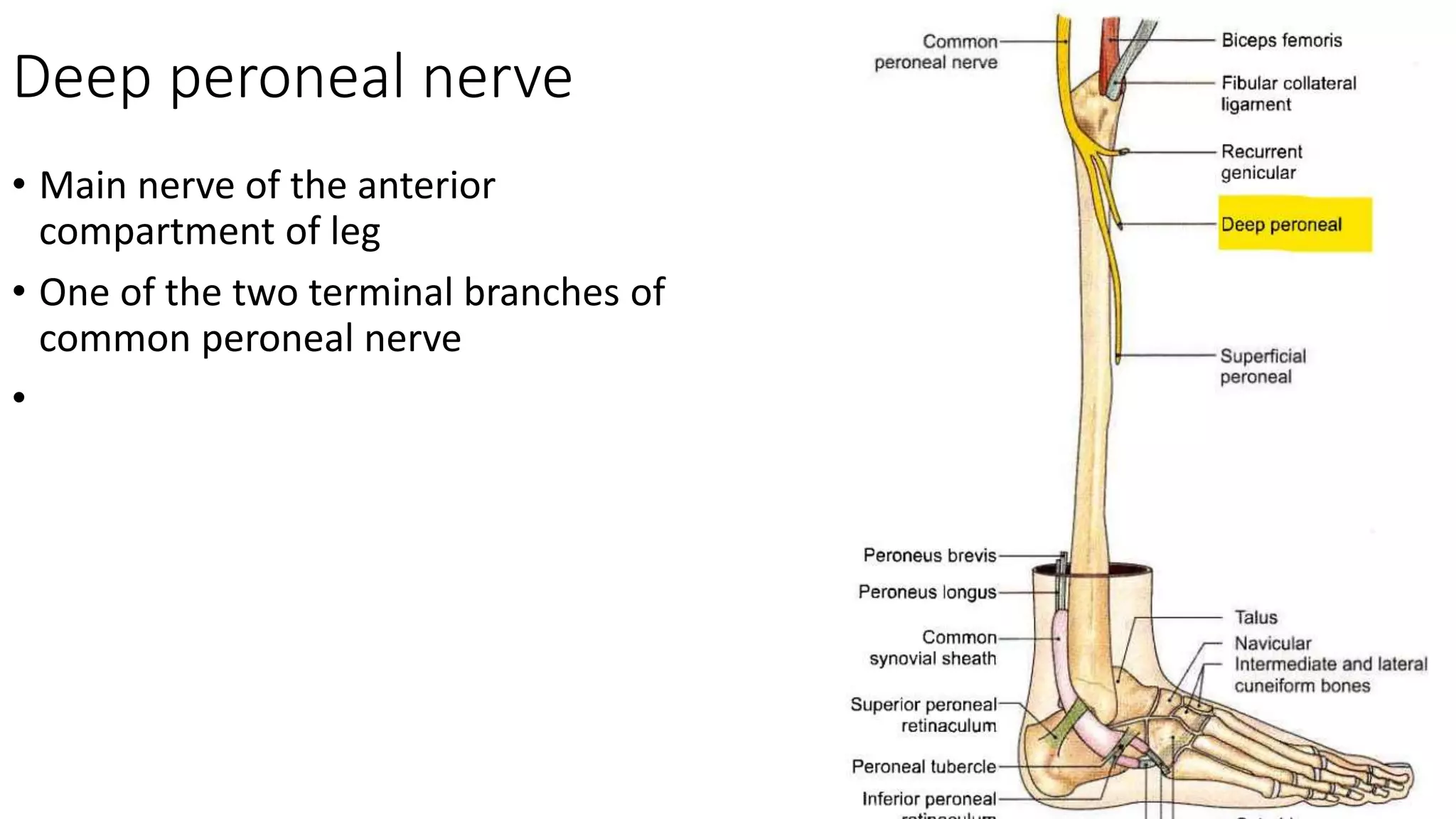 Front of the leg dorsum of foot | PPTX