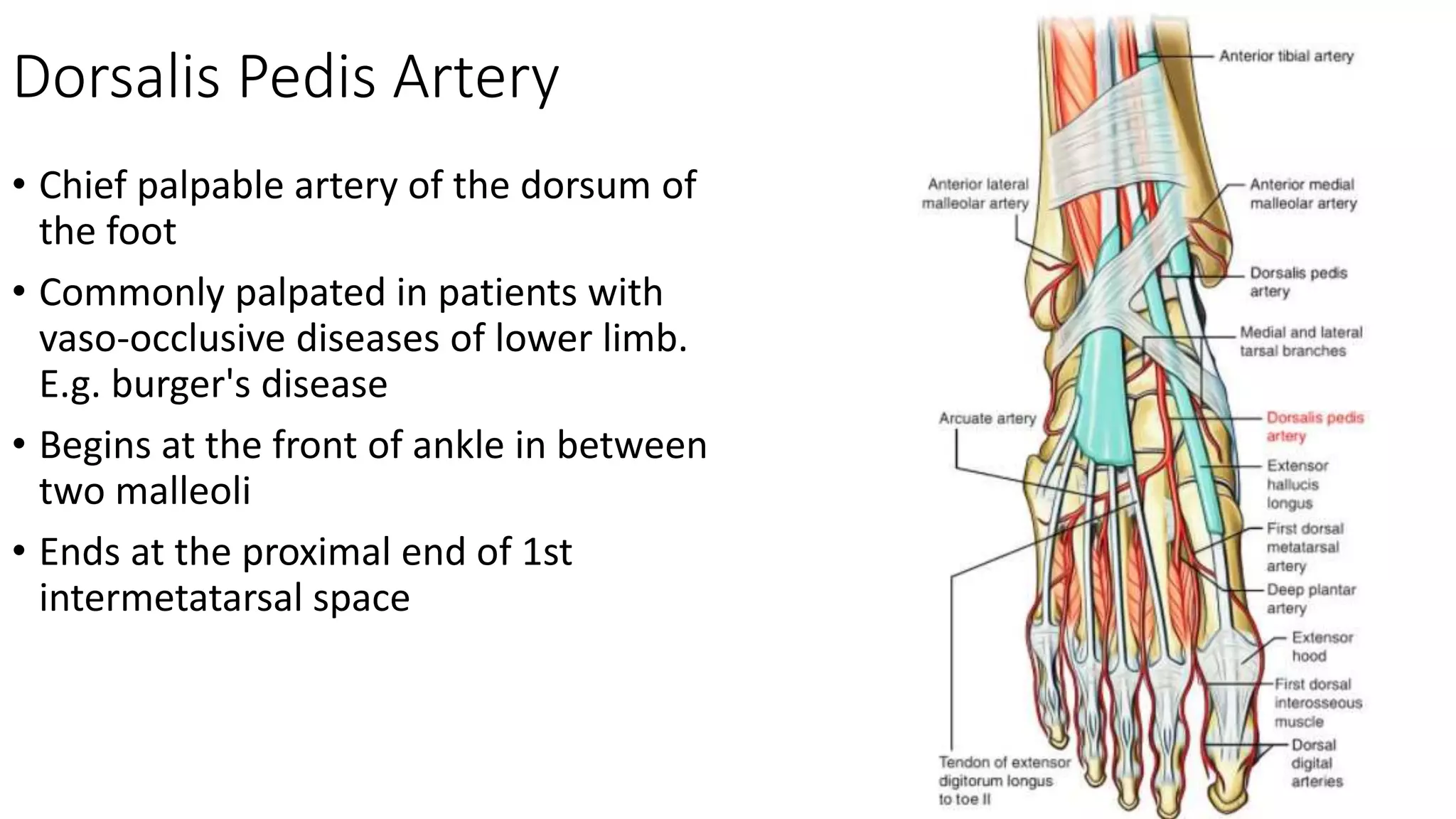 Front of the leg dorsum of foot | PPTX