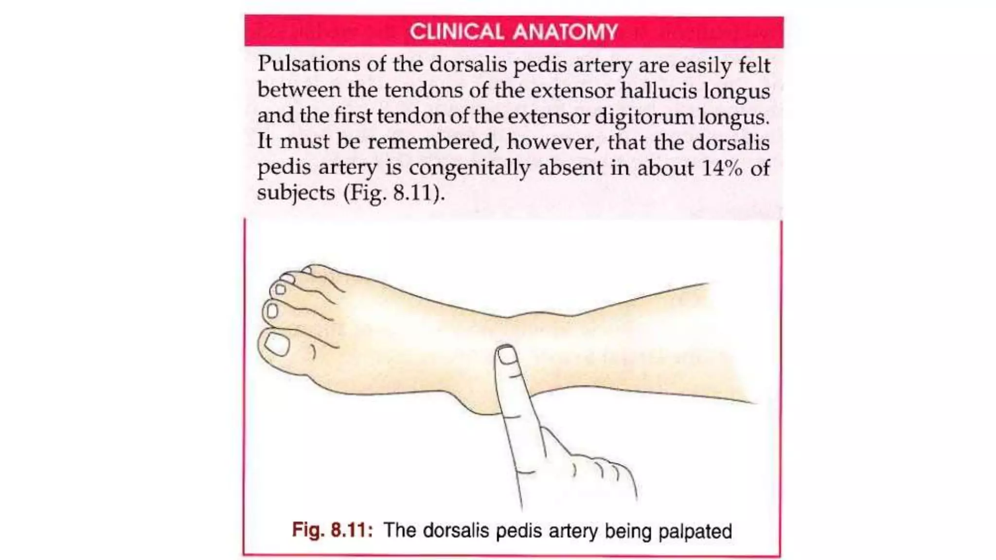 Front of the leg dorsum of foot | PPTX