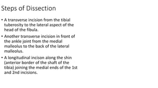 Front of the leg dorsum of foot | PPTX