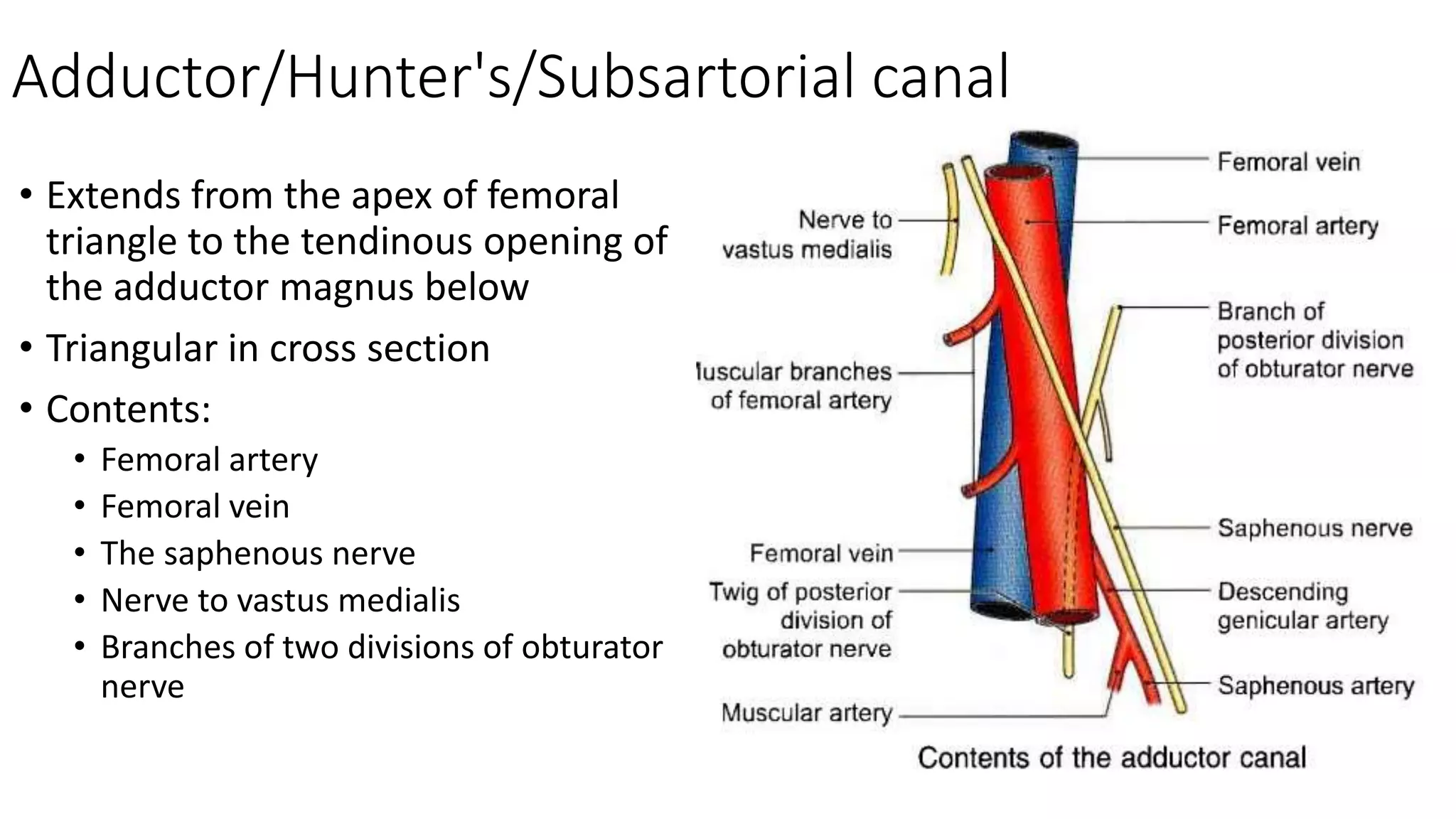 Front of the thigh | PPTX