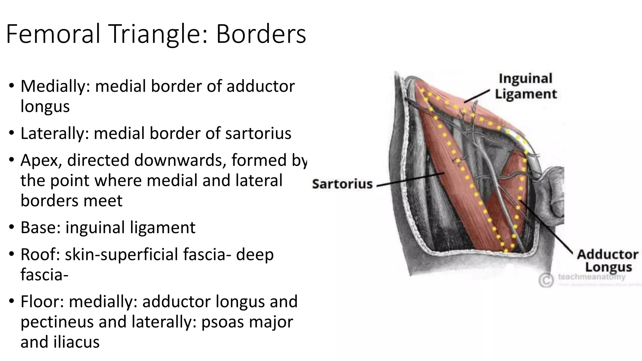 Front of the thigh | PPTX