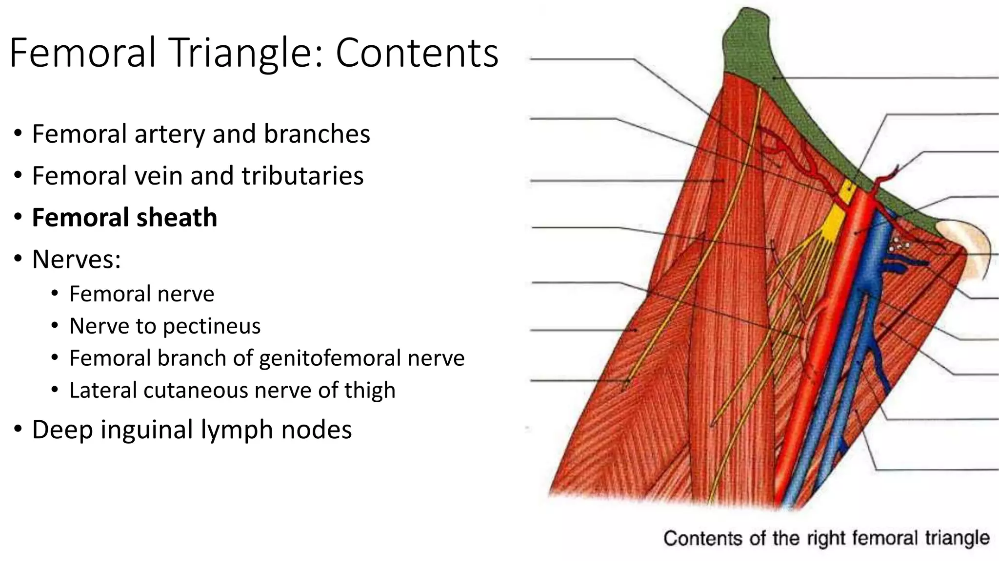 Front of the thigh | PPTX