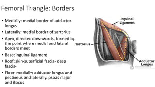 Front of the thigh | PPTX