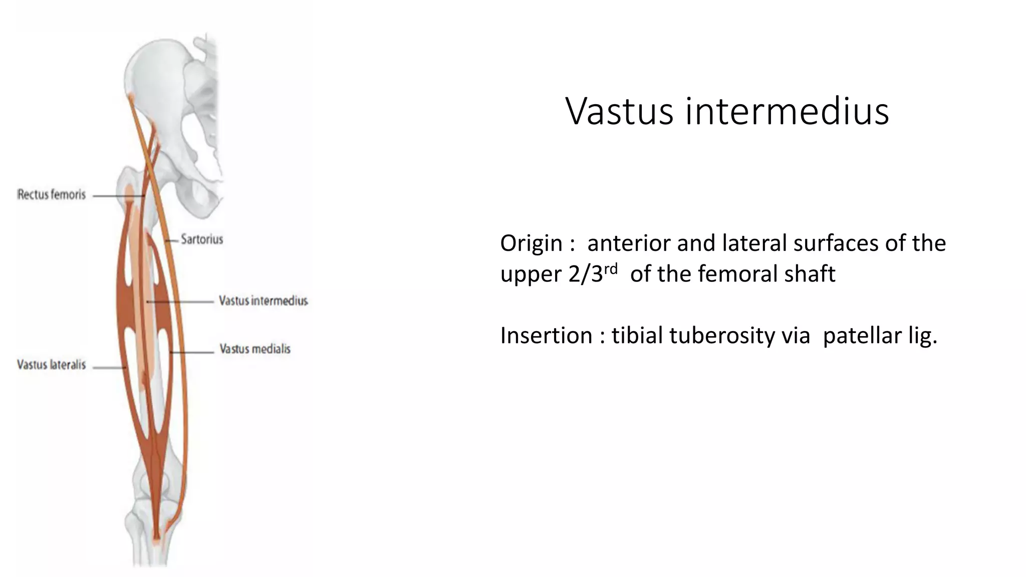 Front of thigh | PDF
