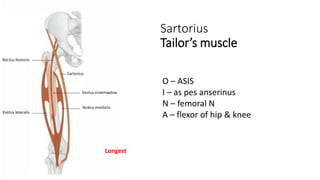 Front of thigh | PDF