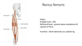 Front of thigh | PDF