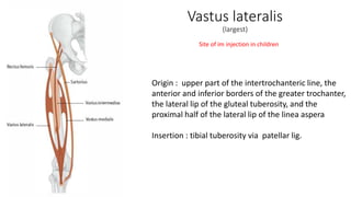 Front of thigh | PDF