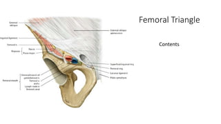 Front of thigh | PDF