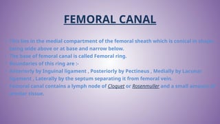 Front of thigh and femoral compartment.pptx