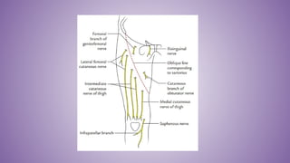 Front of thigh and femoral compartment.pptx