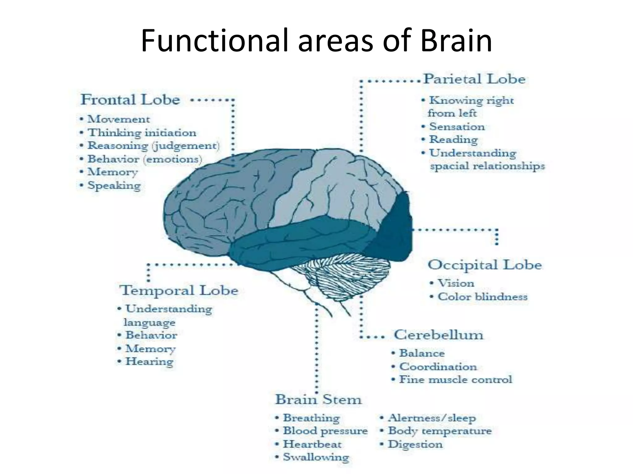 Frontotemporal dementia: Neural circuits, genetics and neuropathology ...