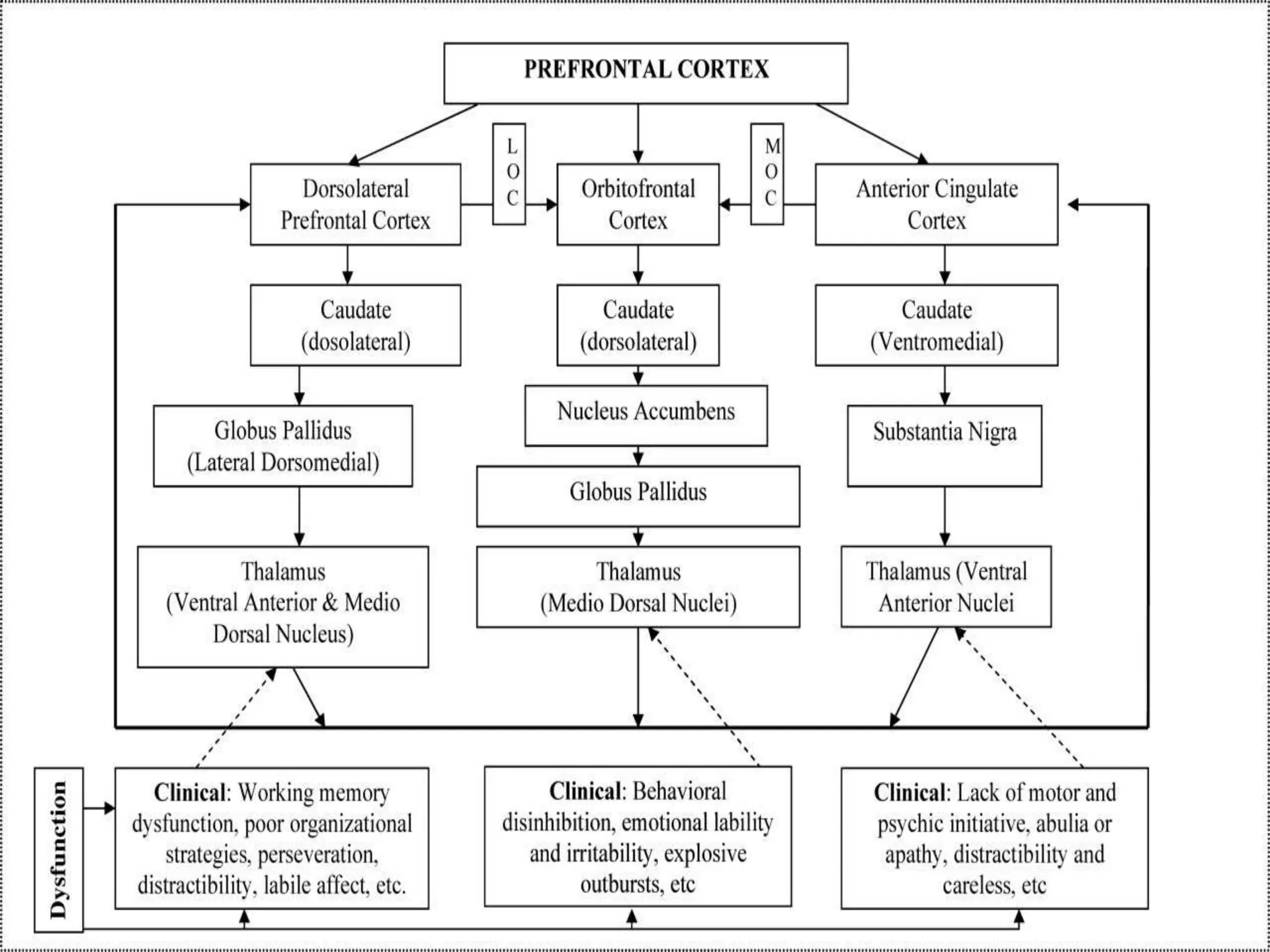 Frontotemporal dementia: Neural circuits, genetics and neuropathology ...