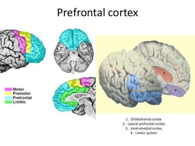 Ventromedial Cortex