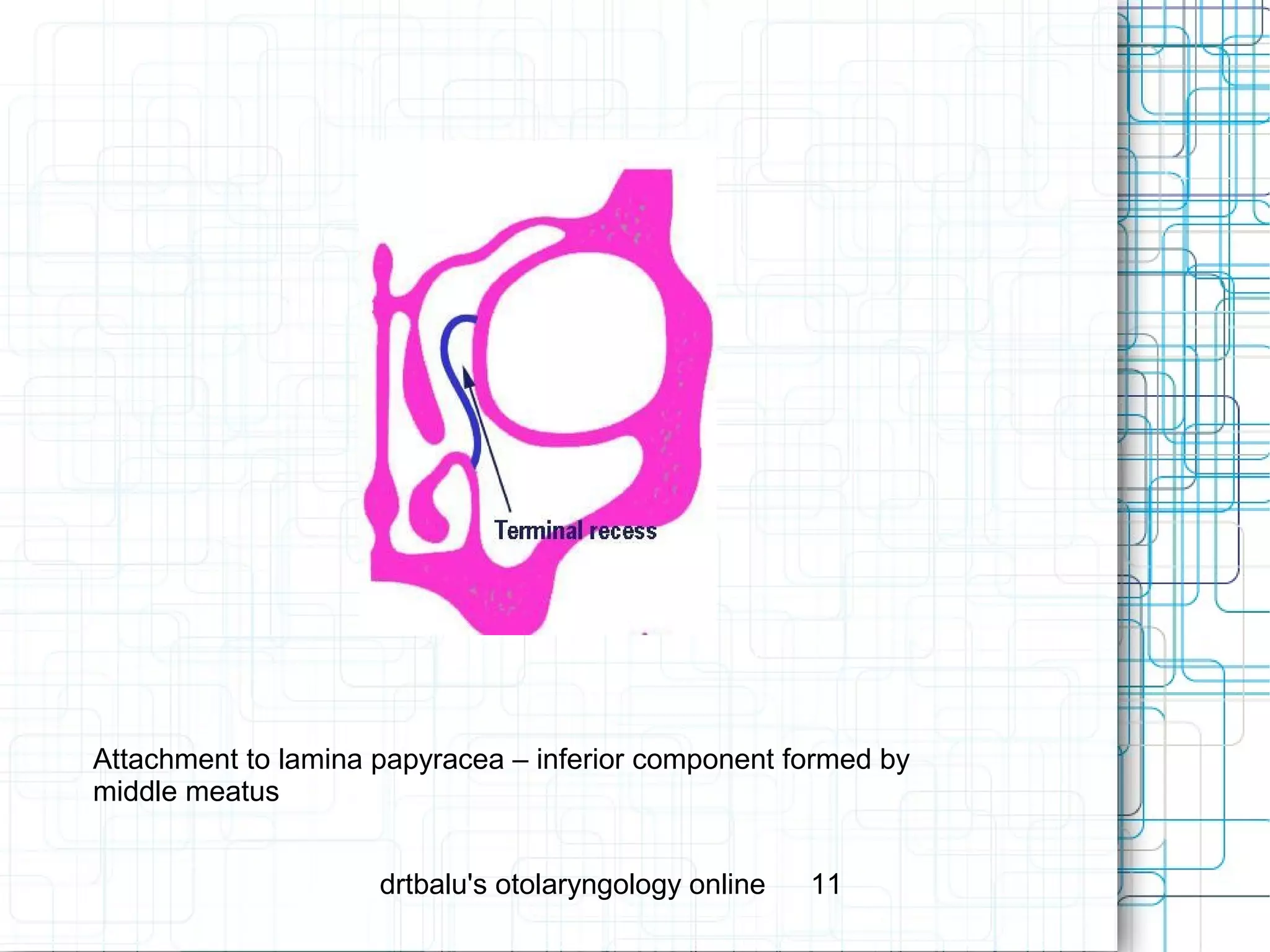 Radiological anatomy of frontal sinus | PPT