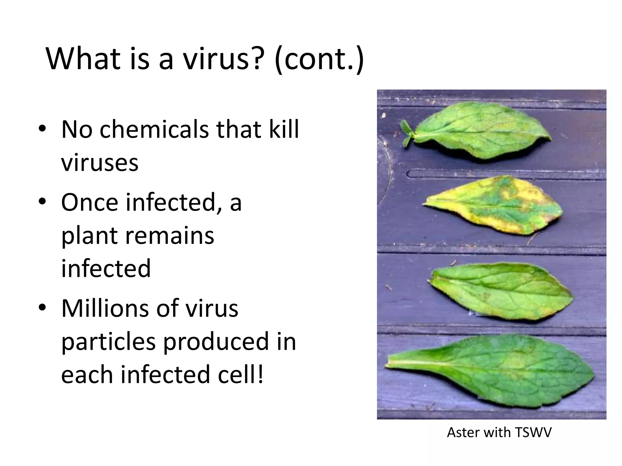 Common Greenhouse Viruses | PPTX