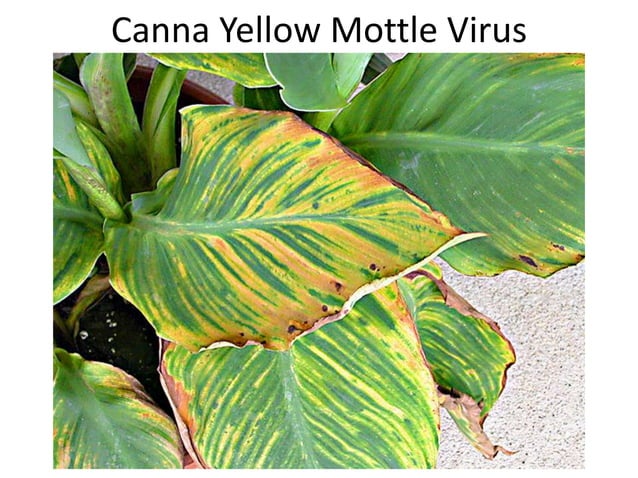 Common Greenhouse Viruses | PPTX