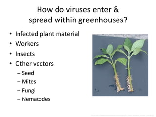 Common Greenhouse Viruses | PPTX