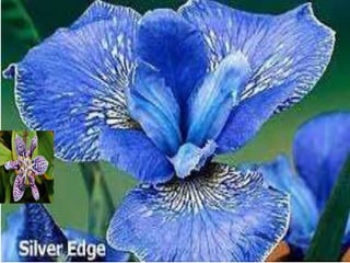 Frores exóticas | PPT