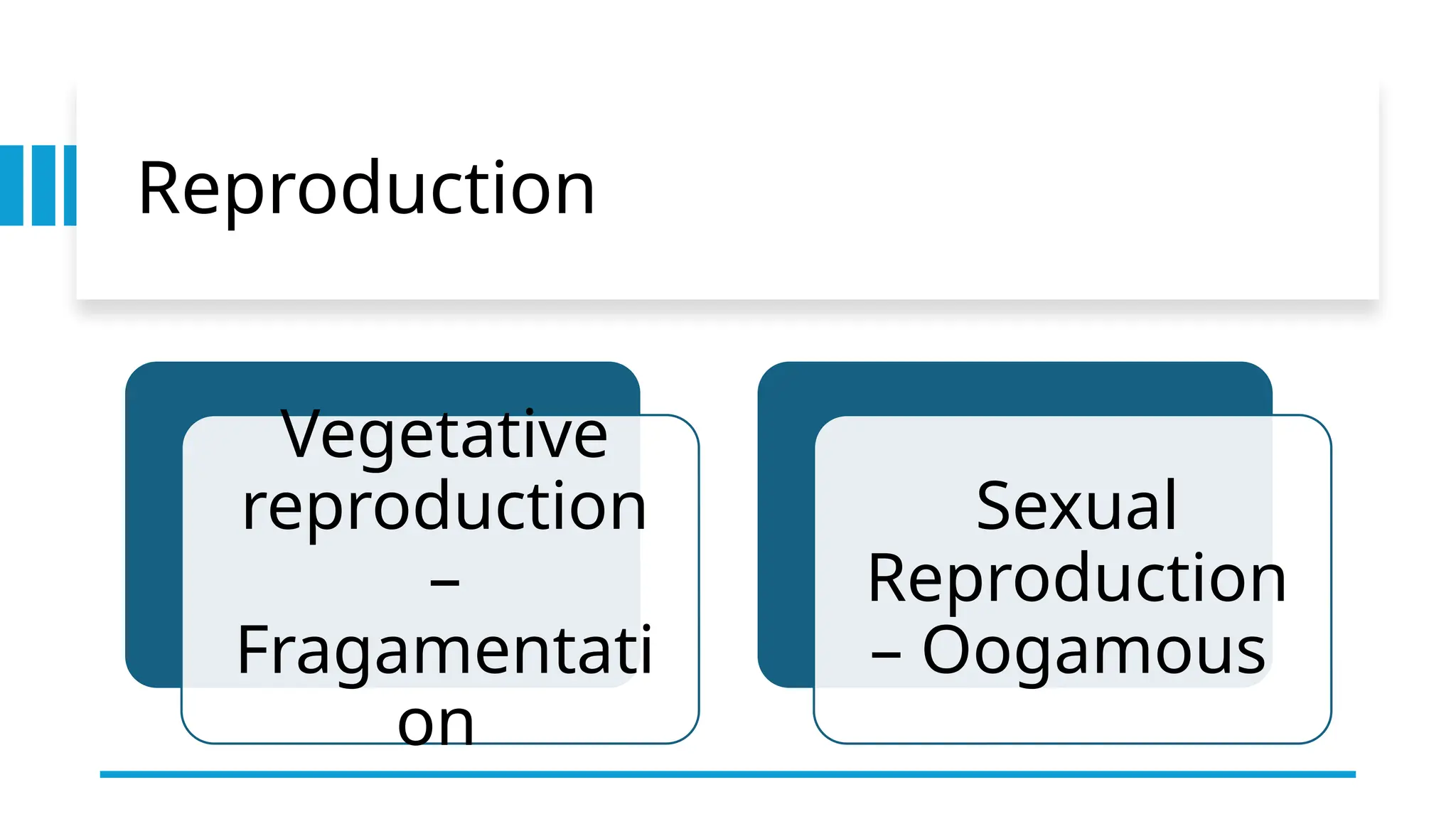 Frosombronia_ morphology, anatomy and reproduction | PPTX