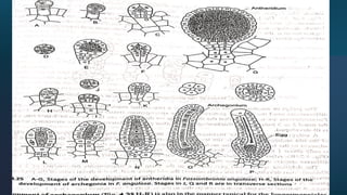 Frosombronia_ morphology, anatomy and reproduction | PPTX