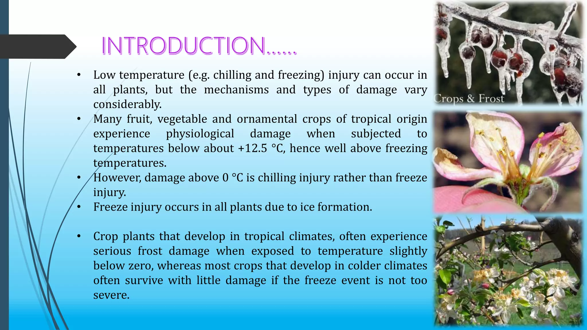 Frost protection & winter injury in plants ppt | PPTX