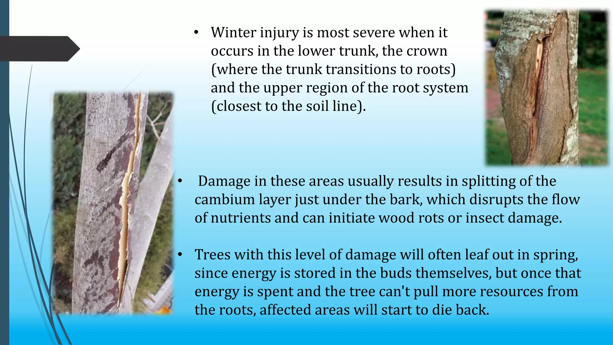Frost protection & winter injury in plants ppt | PPTX