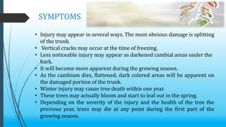 Frost protection & winter injury in plants ppt | PPTX