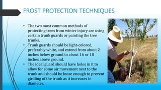 Frost protection & winter injury in plants ppt | PPTX