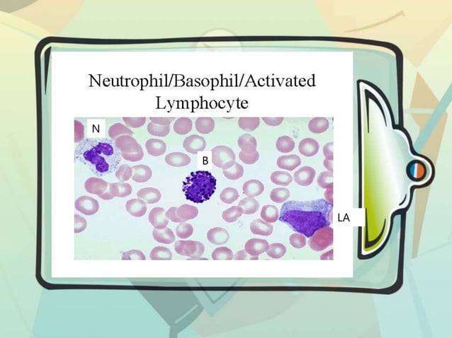 Interpretation of the peripheral smear and CBC | PPT